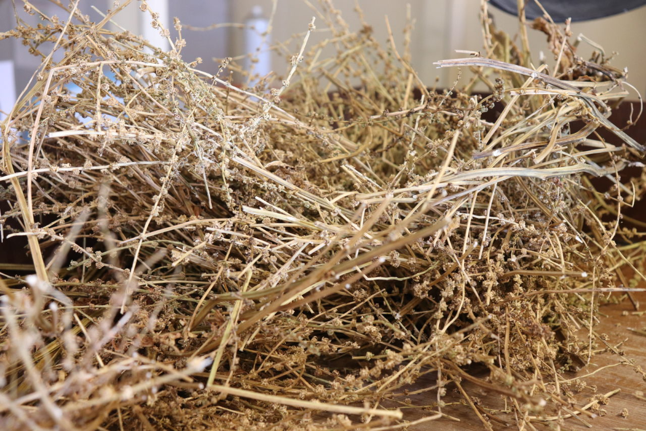 Experimental harvests - Labosem