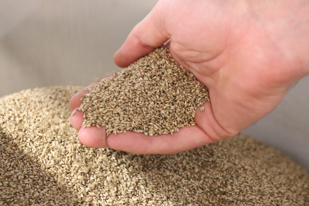 Organic seed sorting - Labosem